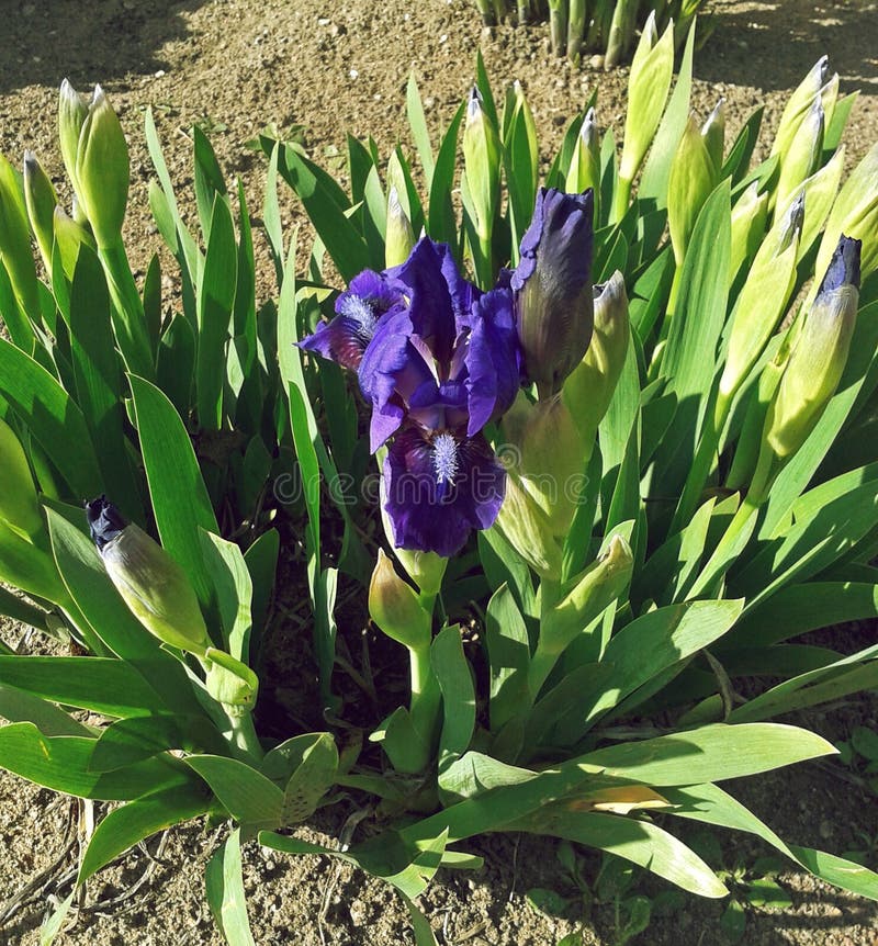 First spring flowers stock photo. Image of plant, petal - 87877590
