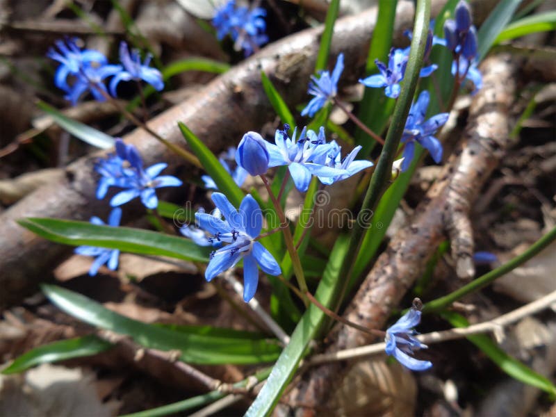 First Spring Flowers in Sunny Forest Stock Image - Image of plants ...