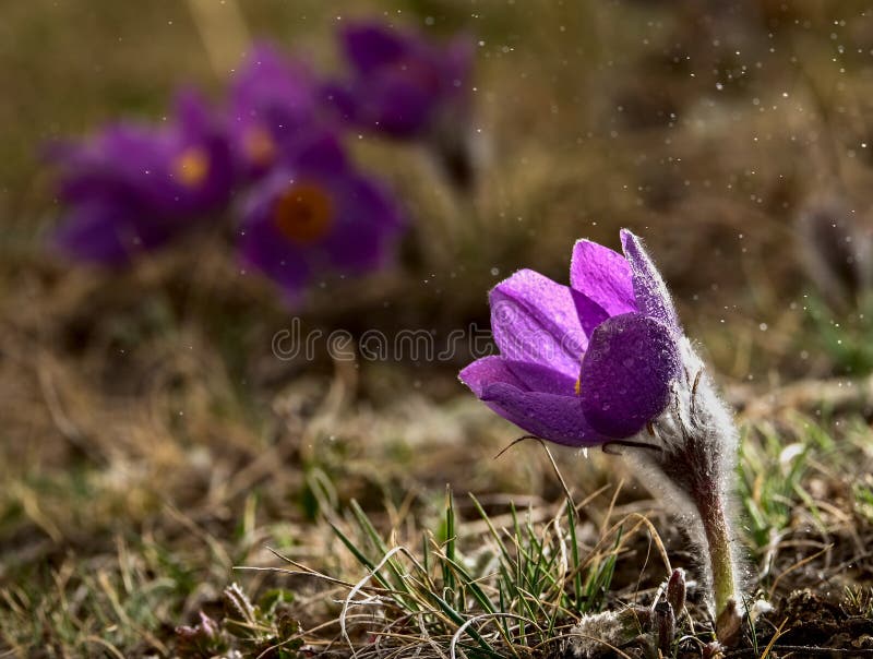 First Spring Flowers Under Rain Stock Image - Image of drop, nature ...