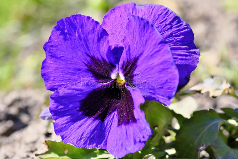 First Spring Flowers of Violets Bloom Stock Photo - Image of delicate ...
