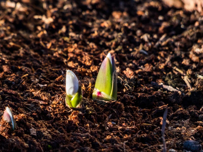 First Spring Flowers Visible Out of the Ground in the Garden in Early ...