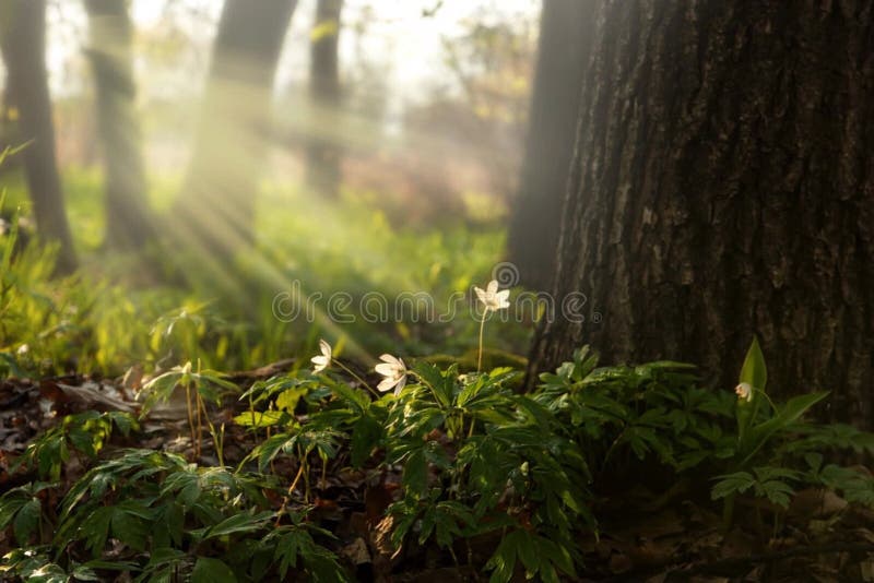 First Spring Flowers White Anemones in the Forest, Soft Rays of the Sun Thinning Tree and ...