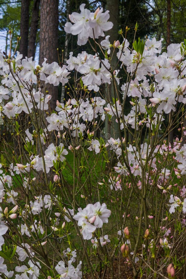 The First Spring Flowers of White Rhododendrons. Early Spring Stock ...