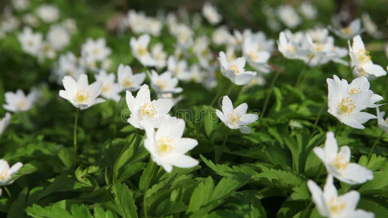The First Spring Flowers - White Snowdrops. Camera Movement from ...
