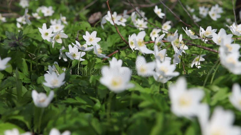 The First Spring Flowers - White Snowdrops. Camera Movement from ...