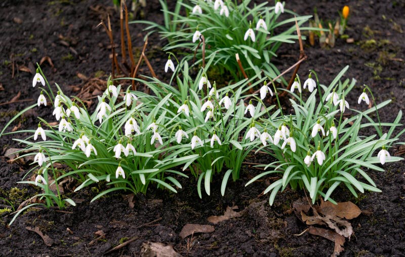 The First Spring Flowers White Snowdrops. Early Spring. Stock Image ...