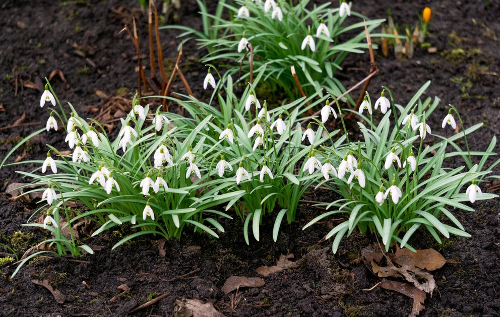 The First Spring Flowers White Snowdrops. Early Spring. Stock Image ...