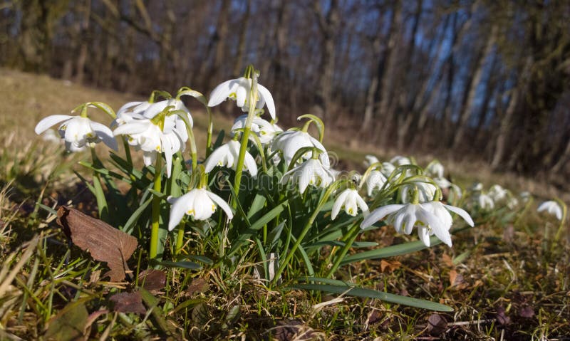 The First Spring Flowers. White Snowdrops in the Forest Stock Photo ...
