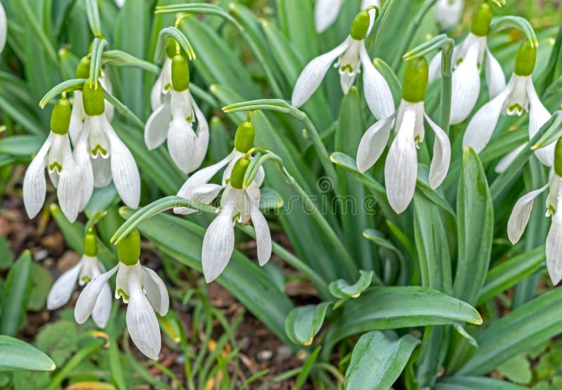 Snowdrop spring flowers stock image. Image of dnowdrop - 113030085