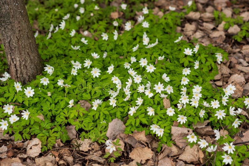 First Spring Flowers Wood Anemones among the Dry Foliage in the Forest ...