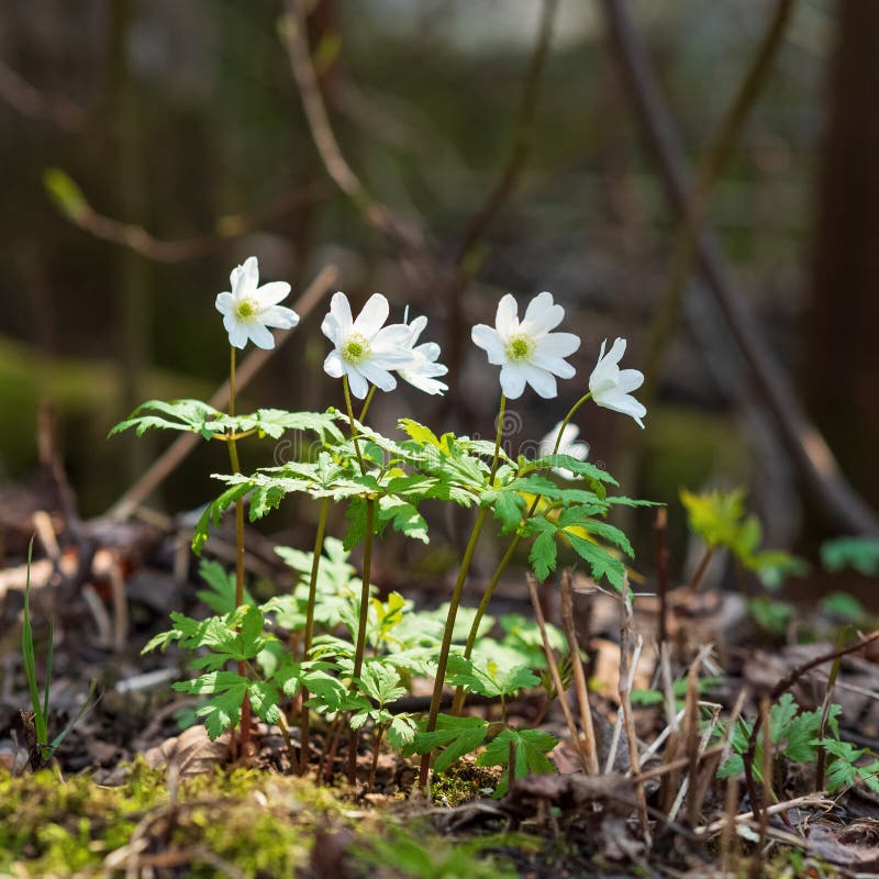 First Spring Flowers Wood Anemones in the Forest Close-up Stock Image ...