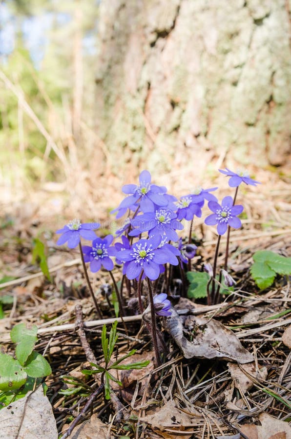 The First Spring Flowers in a Wood Stock Photo - Image of beautiful ...