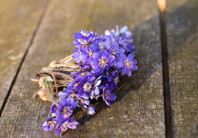 First spring flowers stock photo. Image of background - 61211030