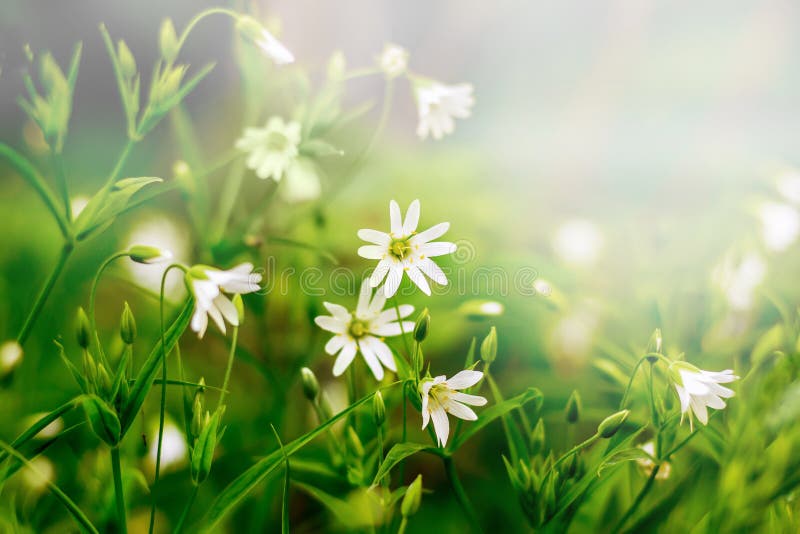 First Spring Flowers in the Woods. White Flowers in the Early Spring in ...