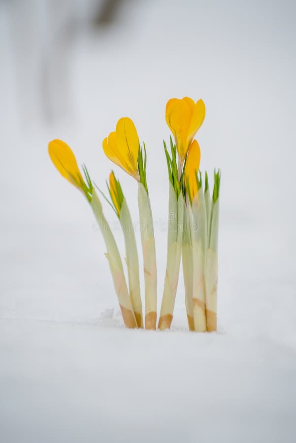 The First Spring Flowers are Yellow Crocuses Breaking through from ...