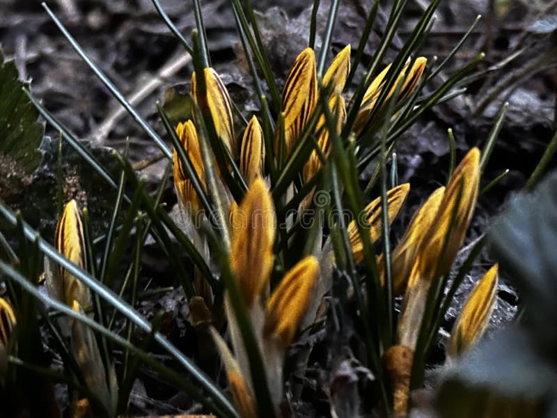First Spring Flowers with Yellow Striped Buds Stock Image - Image of ...