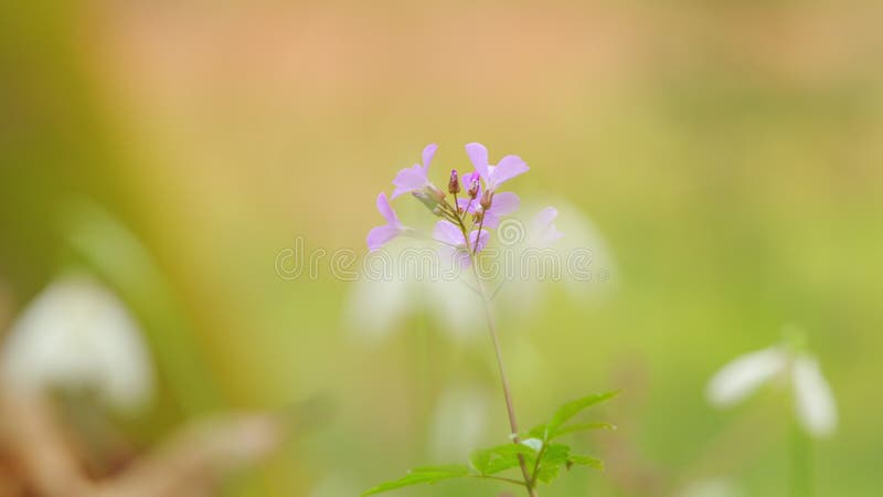 First Spring Forest Flowers with a Bee. Dentaria Bulbifera. Cardamine ...