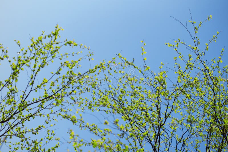 First Spring Fresh Leaves. Blooming Landscape, Background in Springtime ...