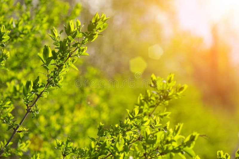 First Spring Fresh Leaves. Blooming Landscape, Background in Springtime ...