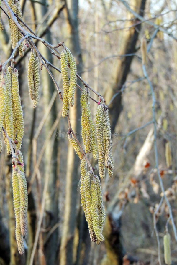 The First Leaves on the Trees Stock Image - Image of gardening, life ...