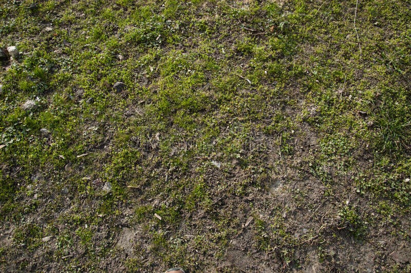 First Spring Grass is Breaking through Stock Photo - Image of park ...