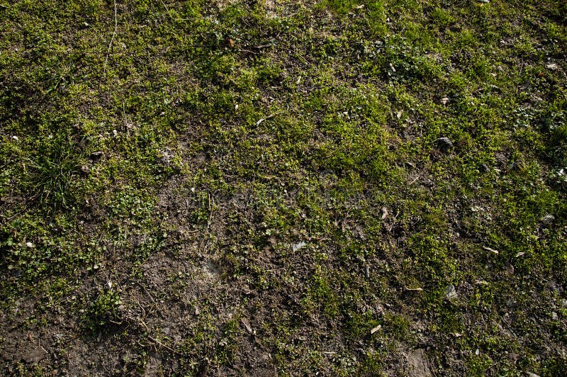 First Spring Grass is Breaking through Stock Photo - Image of plant ...