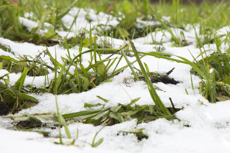 The First Spring Grasses Grow through the Snow Stock Photo - Image of ...