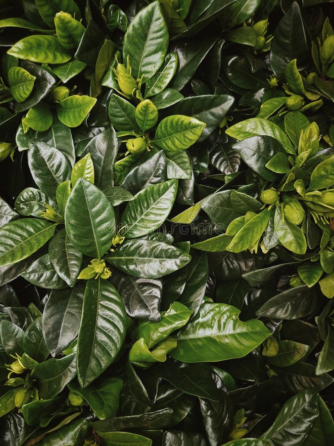 First Spring Green Leaves of Plants and Flowers Stock Image - Image of ...