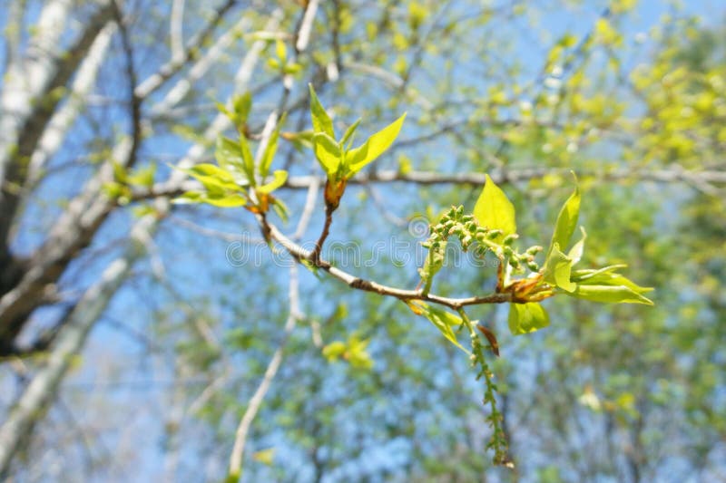 First Spring Green Leaves on a Poplar Tree Stock Image - Image of plant ...