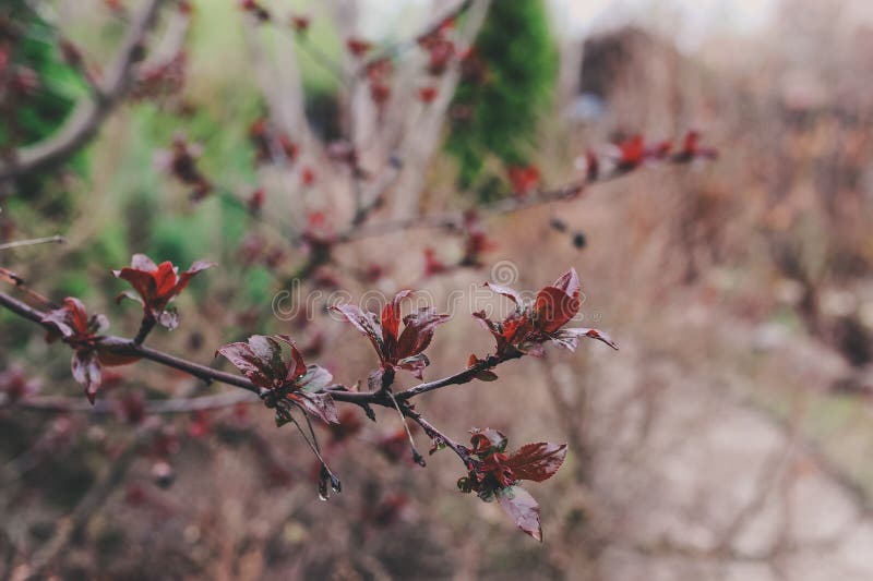 First Spring Green Sprouts on Tree Branches Close Up. Environtment and ...