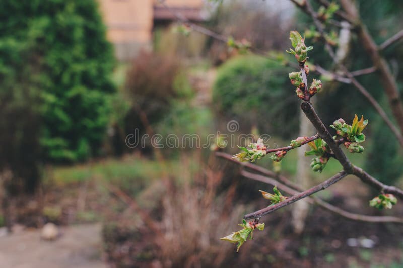 First Spring Green Sprouts on Tree Branches Close Up. Environtment and ...