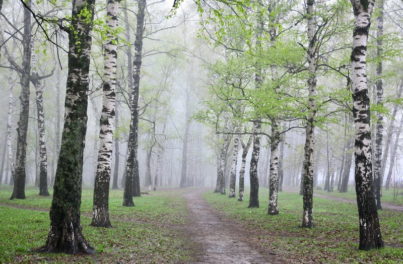 The First Spring Greenery in a Birch Park in the Morning Mist Stock ...