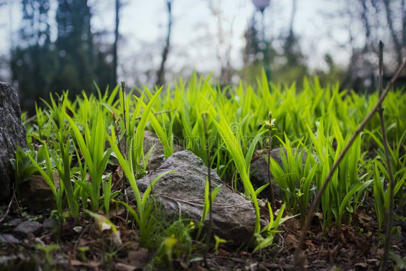 First Spring Greenery in Garden, Nature Background Stock Photo - Image ...