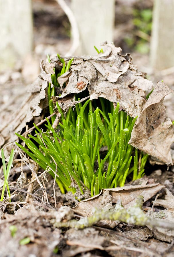First spring greens stock image. Image of ground, macro - 19000397