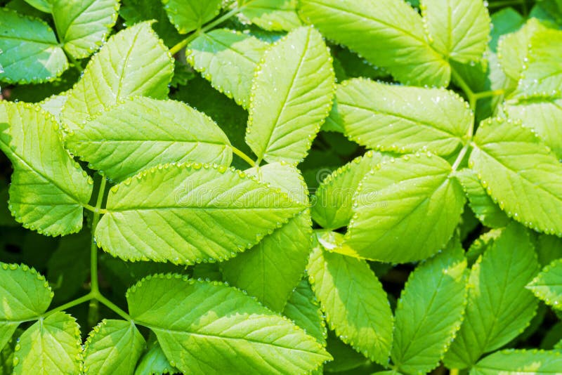 First Spring Greens and Unusual Dewdrops Around the Edges Stock Image ...