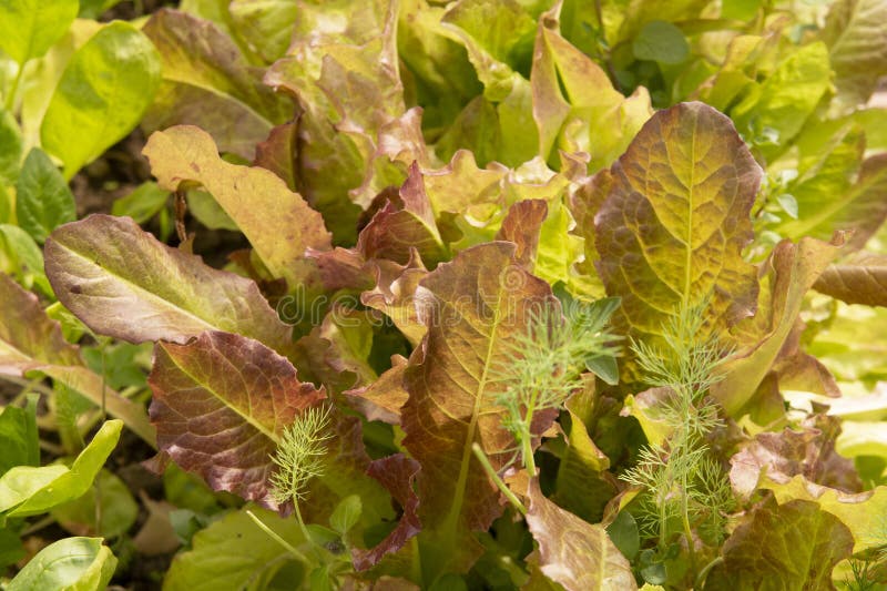 The First Spring Harvest in the Country. Green Young Salad Stock Photo ...