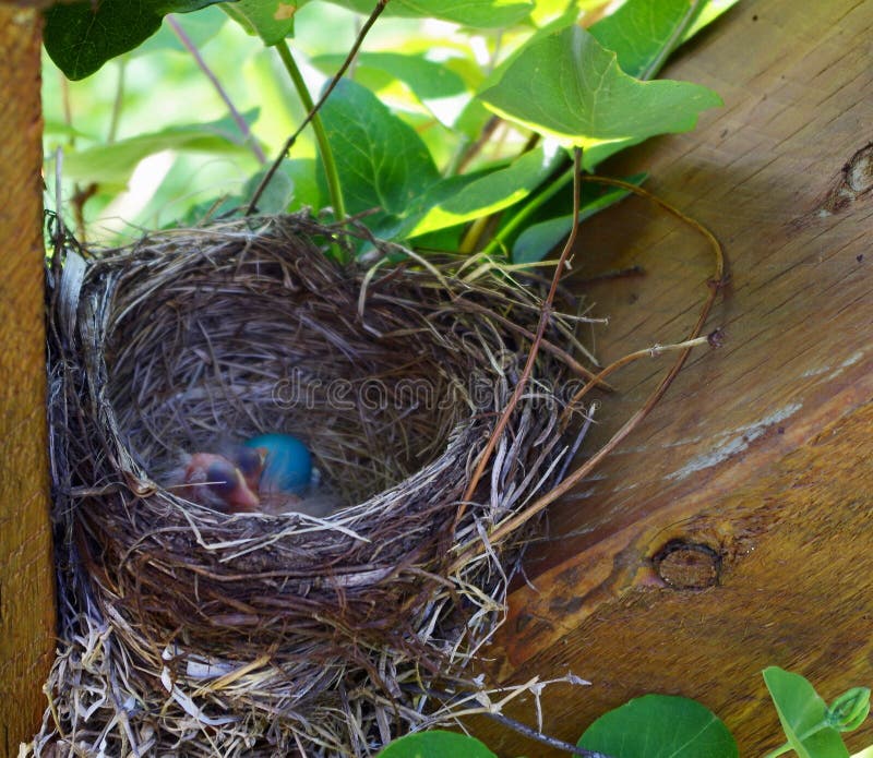Closeup of Newborn Robins in the Springtime Stock Photo - Image of ...