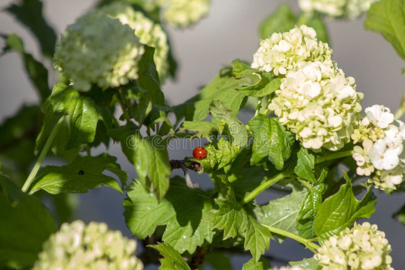 The first spring ladybug stock image. Image of botany - 146856211