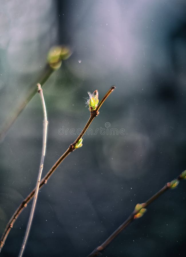 First Spring Leaf on a Branch on a Blurry Spring Background Stock Photo ...