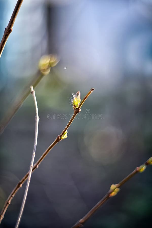 First Spring Leaf on a Branch on a Blurry Spring Background Stock Image ...