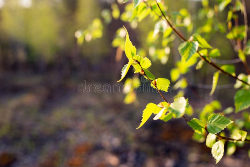 First Spring Leaves on Blurred Background. Fresh Green Leaf Stock Image ...