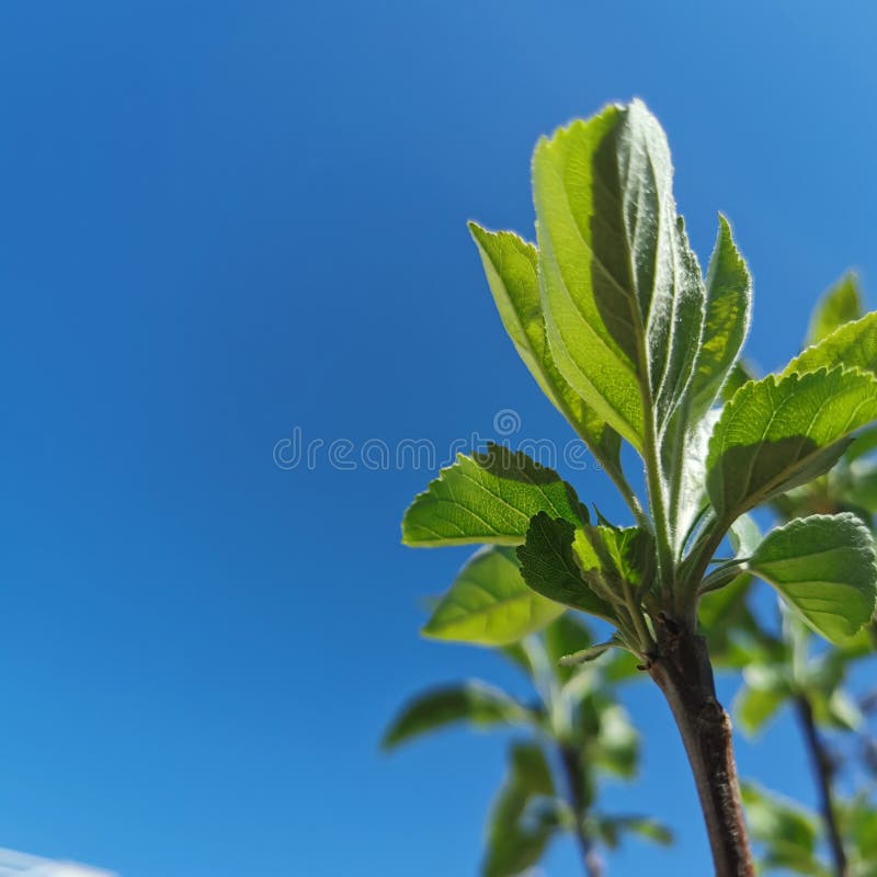 The First Spring Leaves on a Branch Stock Photo - Image of leaf, spring ...