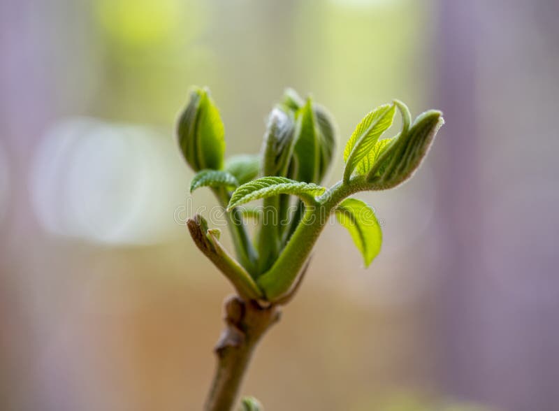Swollen buds on trees stock image. Image of growth, twig - 169390103