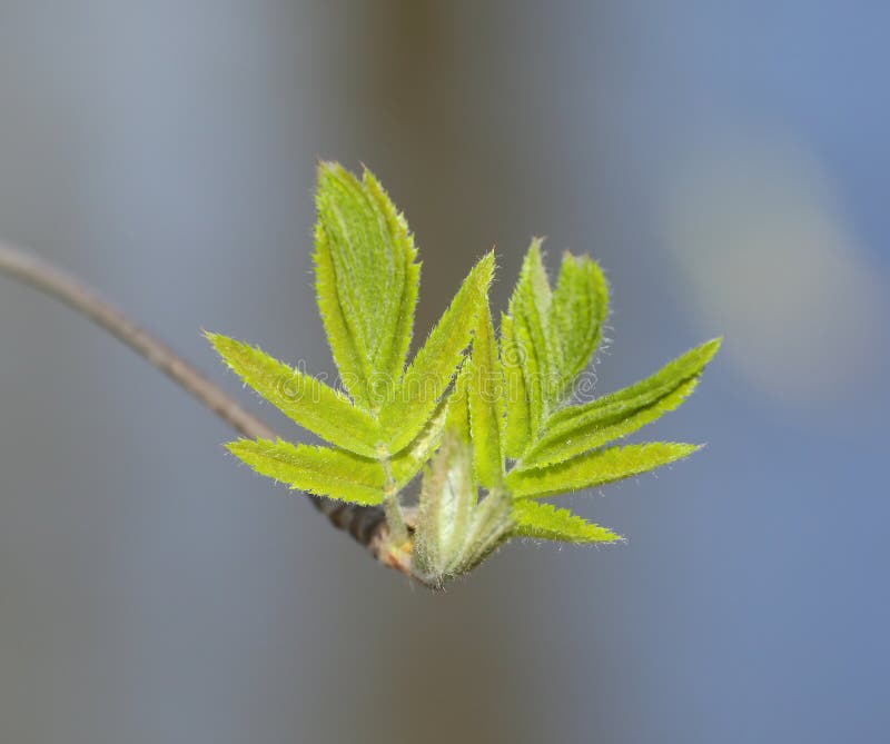 First Spring Leaves on a Tree Branch Stock Image - Image of flora ...