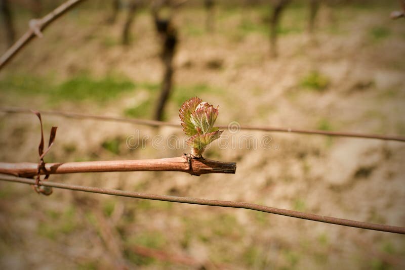 First Spring Leaves on a Trellised Vine Growing in Vineyard. Close-up ...
