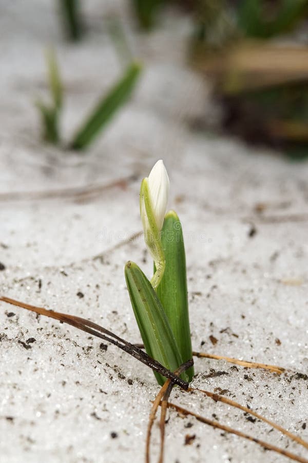 The First Spring Little Flower, Snowdrop, Macro Stock Image - Image of ...