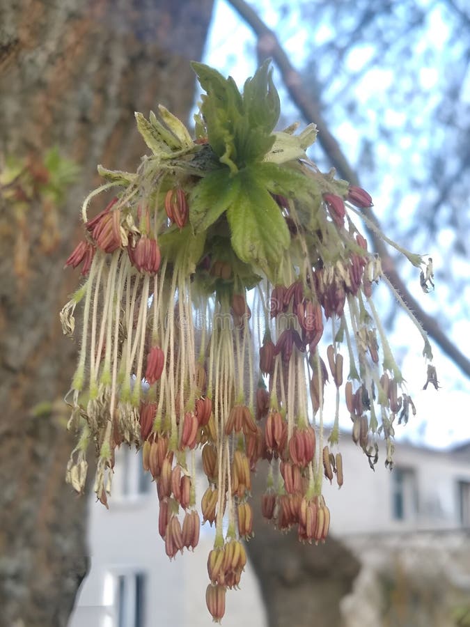 The First Spring Maple Leaves are Blooming, Maple Catkins Stock Photo ...