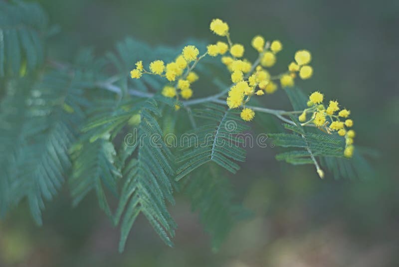 The First Spring Mimosa Flowers in the Park Stock Photo - Image of ...