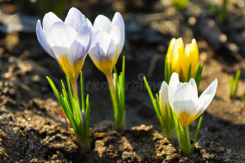 Multicolor Flowers in the Forest. Multicolor Spring Flowers in the ...