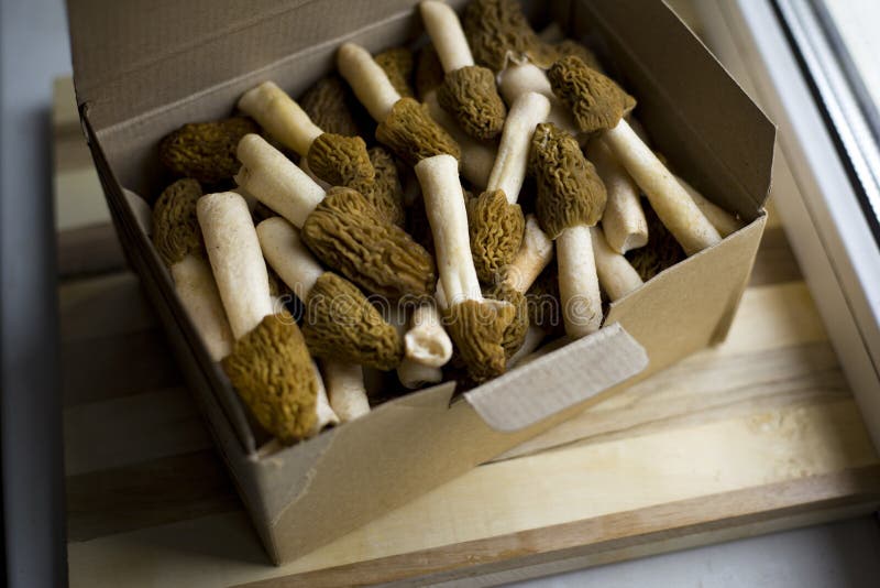 Morel Conical`Morchella Conica`, a Bunch of Delicious Edible Mushrooms ... Morel Conical`Morchella Conica`, a Bunch of Delicious Edible Mushrooms ...